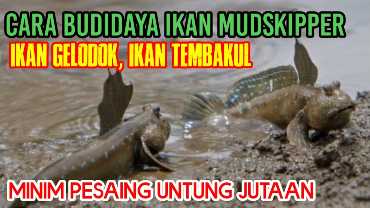 Cara Berternak Ikan Mudskipper, Ikan Tembakul, Ikan Gelodok - YouTube