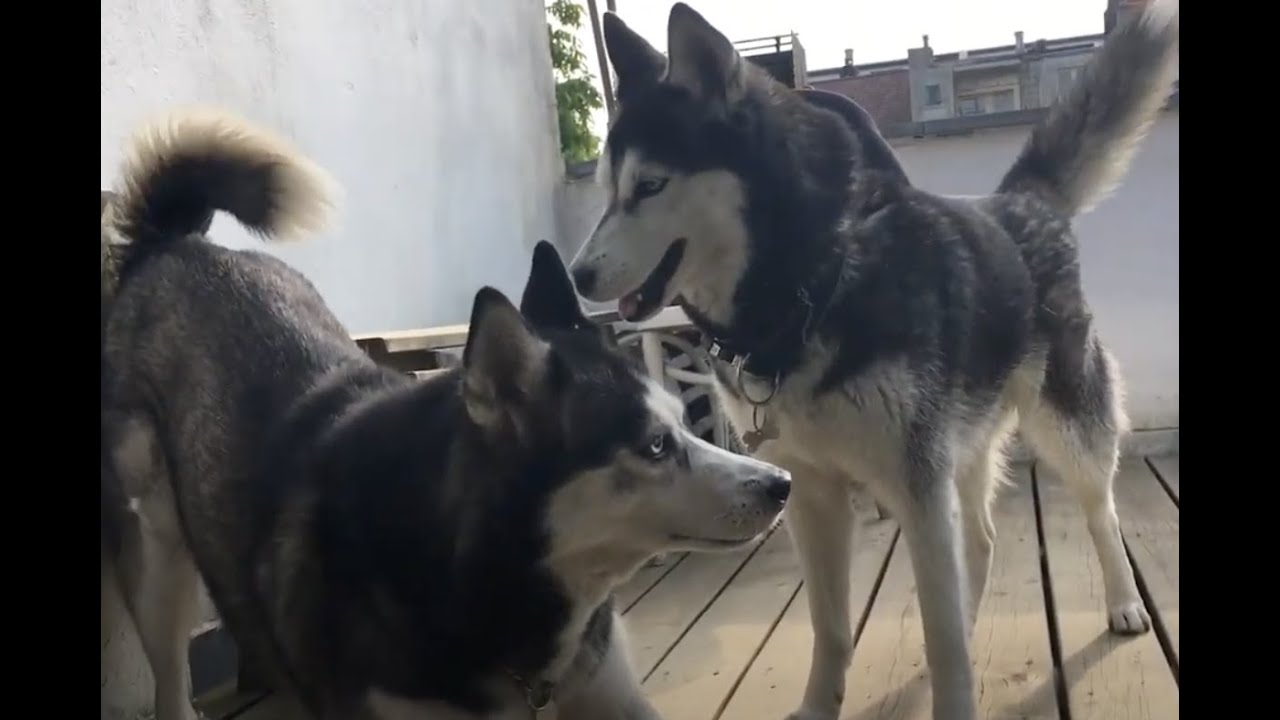 Husky Smokes: 2 Boomers - YouTube