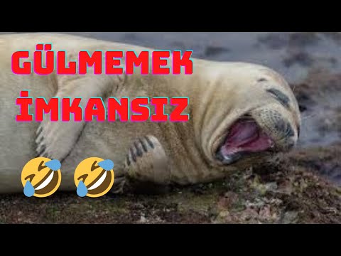 DÜNYADAKİ EN KOMİK HAYVANLAR - TOP 70 - GÜLMEME CHALLENGE #2