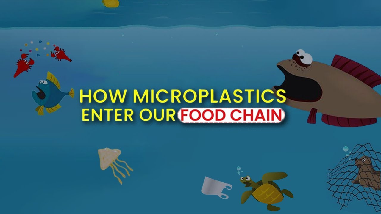 How Microplastics Enter Our Food Chain! #ghana #plastic #pollution # ...