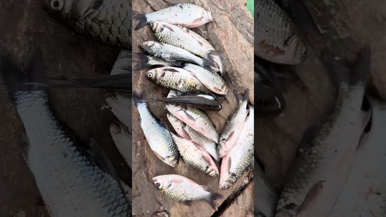 I catch so many fishes 😱 | single hook | dam Fishing | bite tips and ...