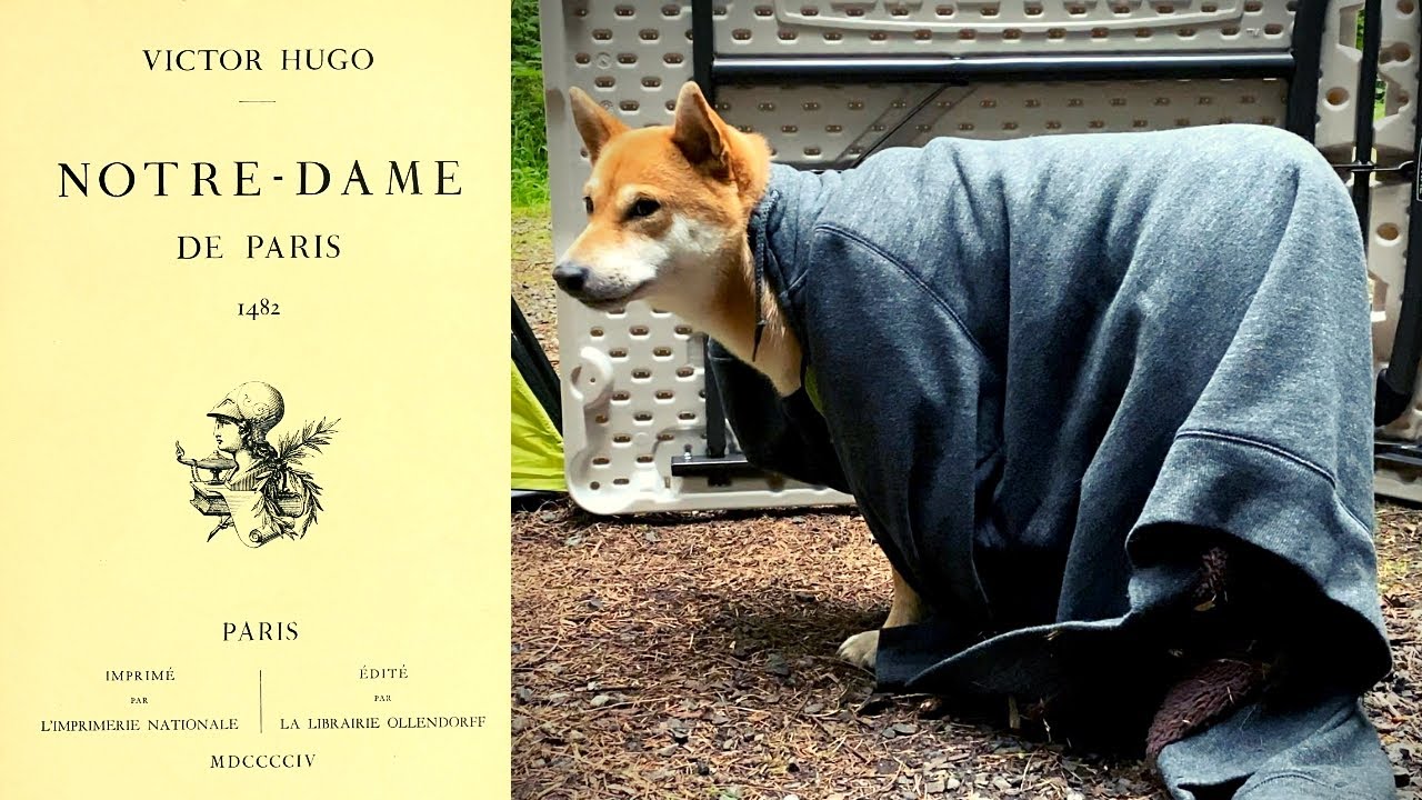 The Hunchback Dog of Notre Dame | Super Shiba - YouTube
