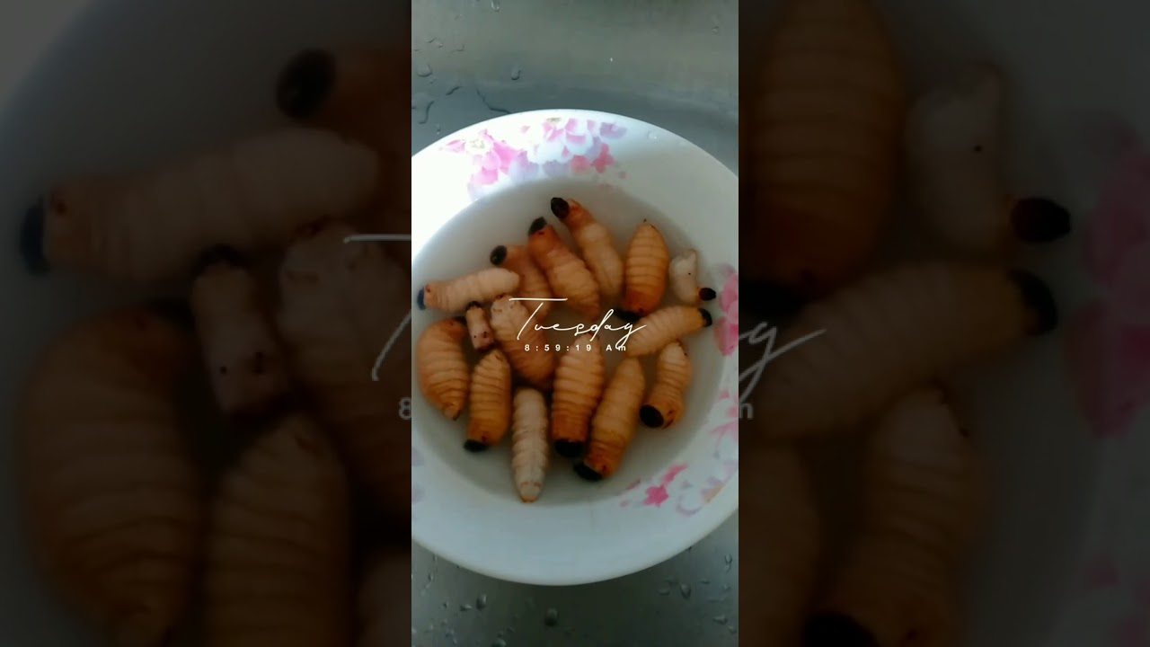 Ulat matar @ ulat mulong - YouTube