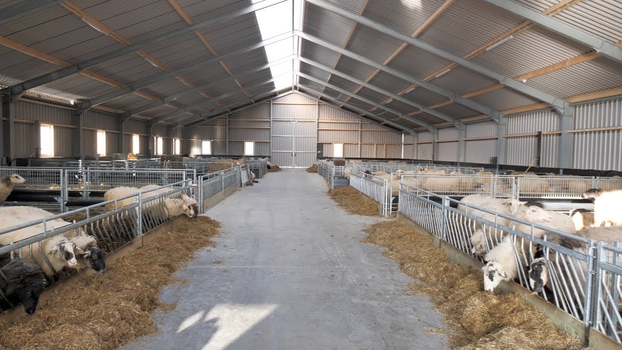 Nieuwe stal voor grazende schapen in Lippenhuizen - YouTube