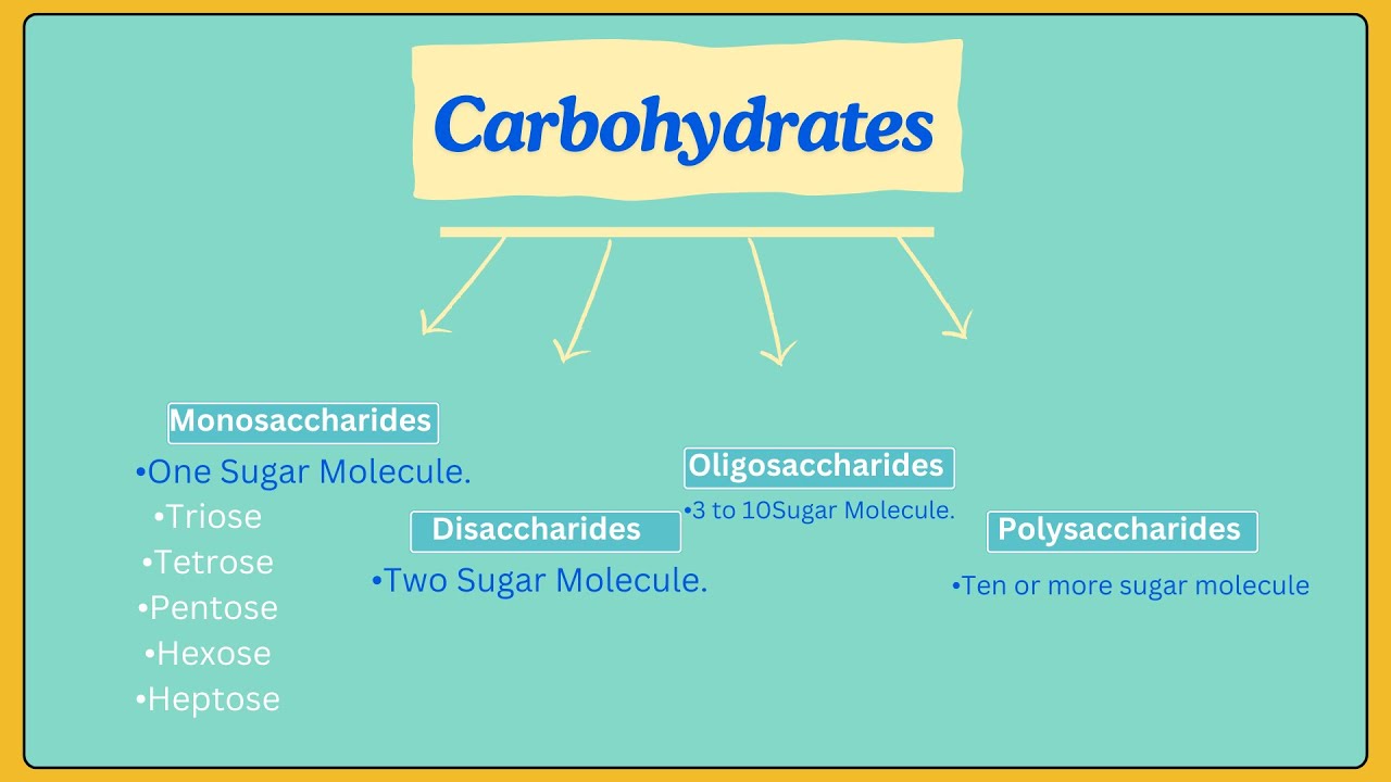 Introduction to Carbohydrates | Part 1 | Class 11 in Hindi/Urdu - YouTube