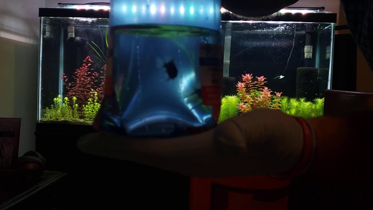 Best Way to Acclimate Fish!!! Plop and drop!!! - YouTube