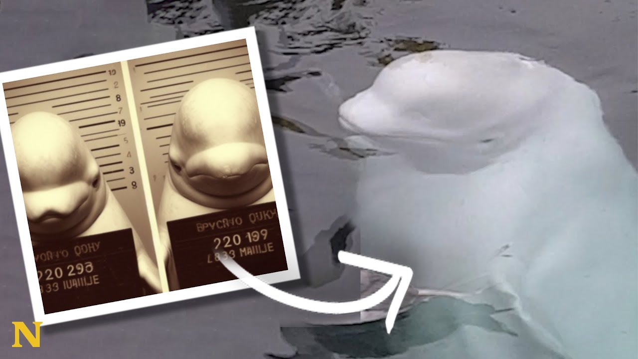 The Beluga Whale Who Became a Russian Spy - YouTube