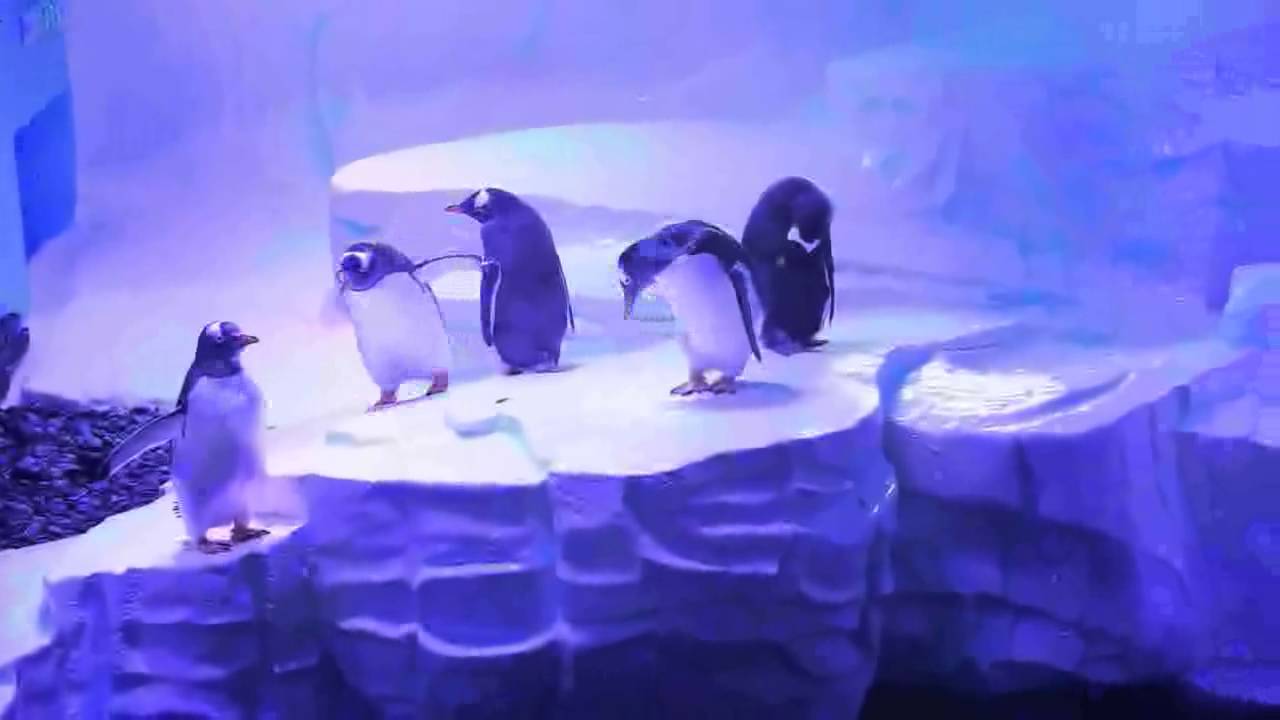 Gentoo penguins at The Deep, Hull (March 2014) - YouTube