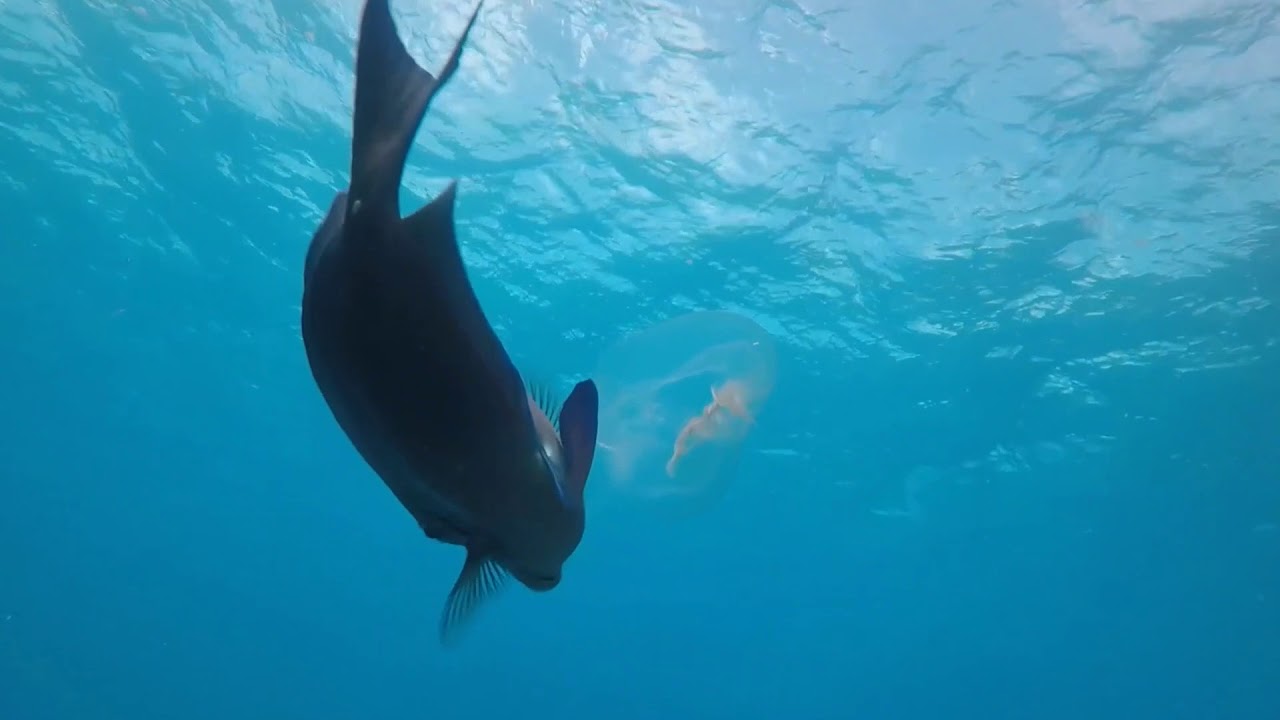 Key Largo Diving - Conch Wall & Snapper Ledge - YouTube