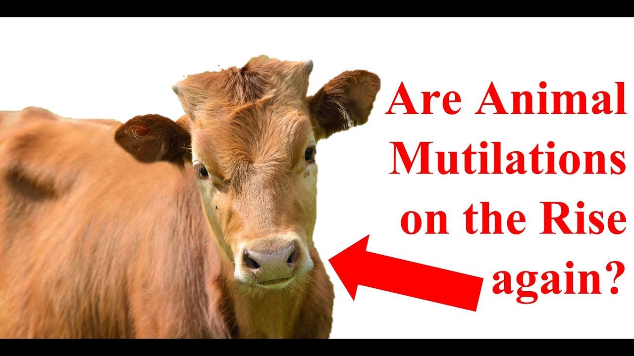 Are Animal Mutilations on the Rise Again? (Cattle Mutilations too ...