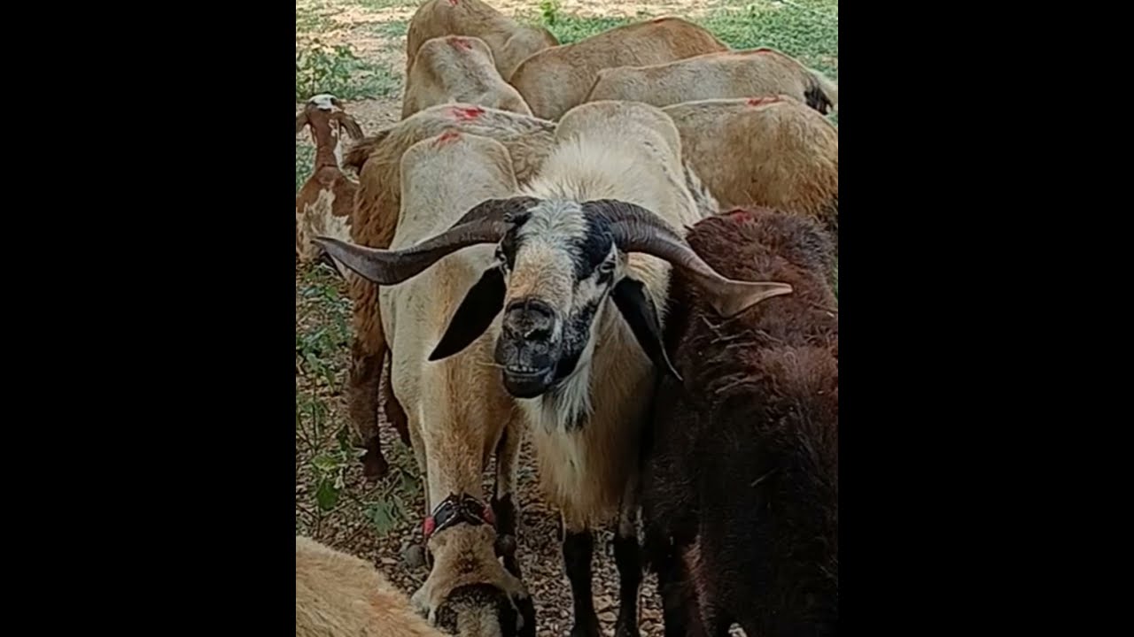 pottelu #short trunk - YouTube
