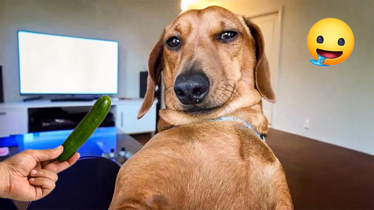 Super Funny Animals That Will Make You Laugh Non-Stop 😹🐶 The Funniest ...