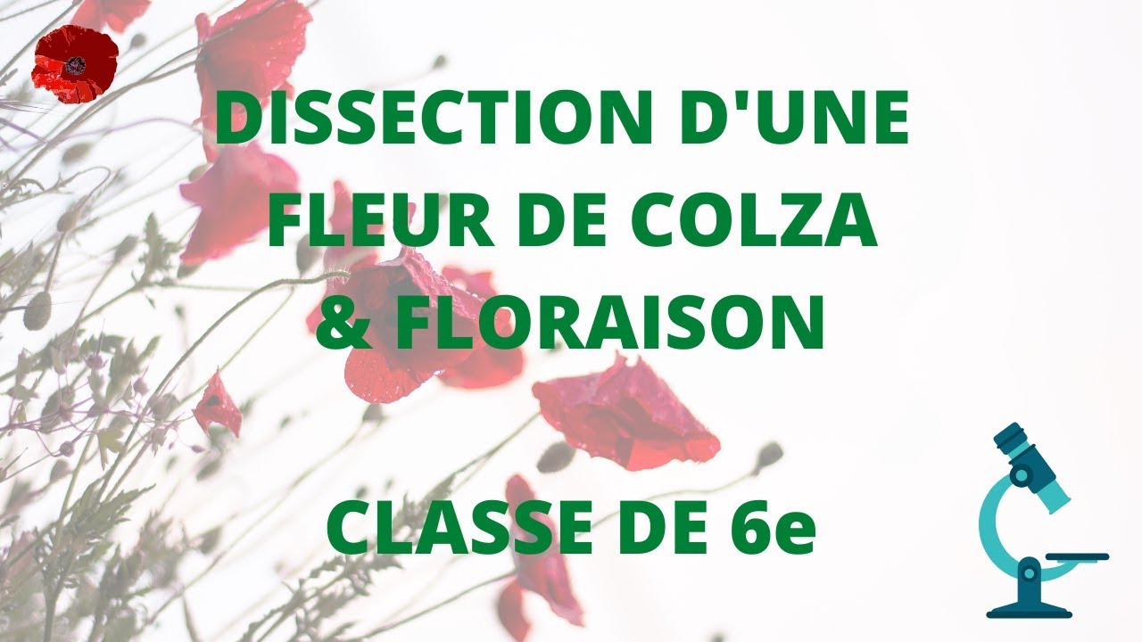 Dissection d'une fleur de colza et floraison - YouTube