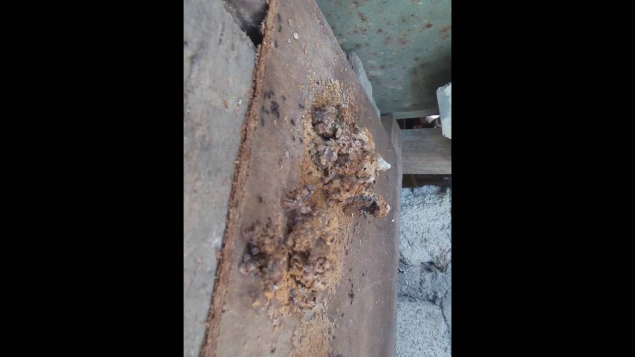 Ligwan Honeybee Organic - YouTube