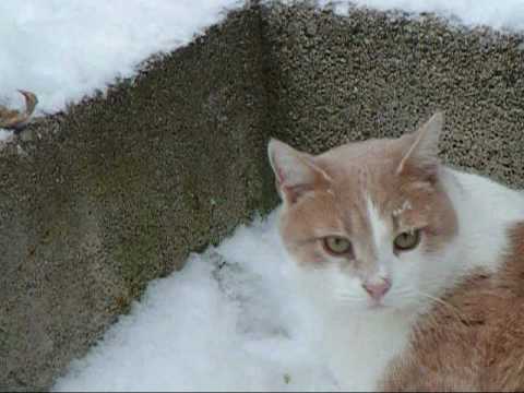 Spastic cat - YouTube