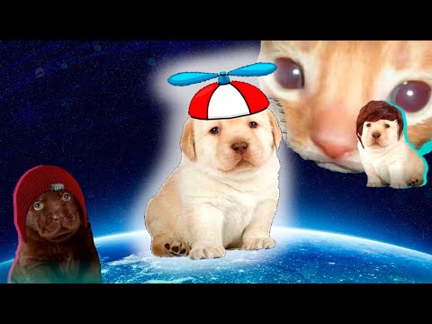EL PERRO PAPU SEGUNDA TEMPORADA - Los memes nunca mueren - YouTube