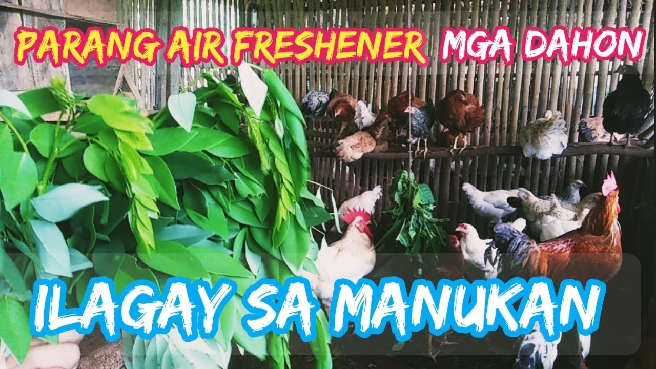 Maglagay Ng Ganitong Dahon Sa Manukan Para Iwas Masamang Amoy Farm Life ...