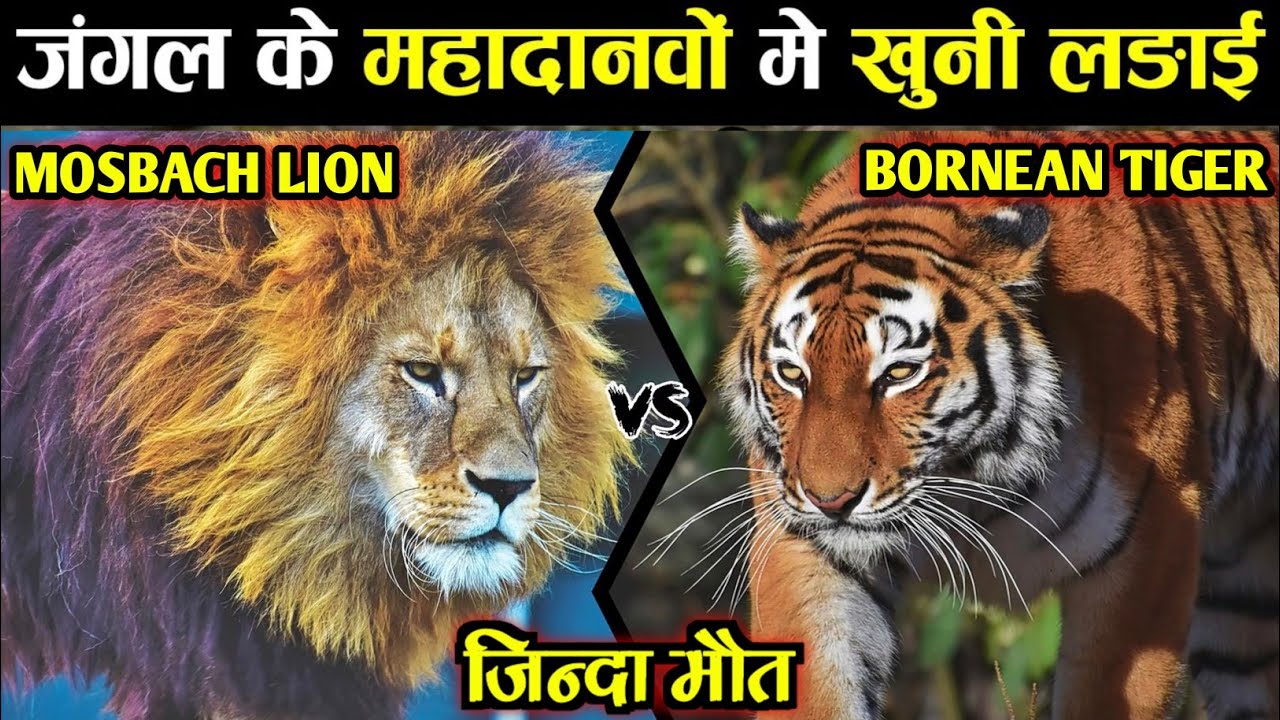 जब भीड़ते थे ये दो दानव तब जंगल में सन्नाटा छा जाता था Bornean Tiger ...