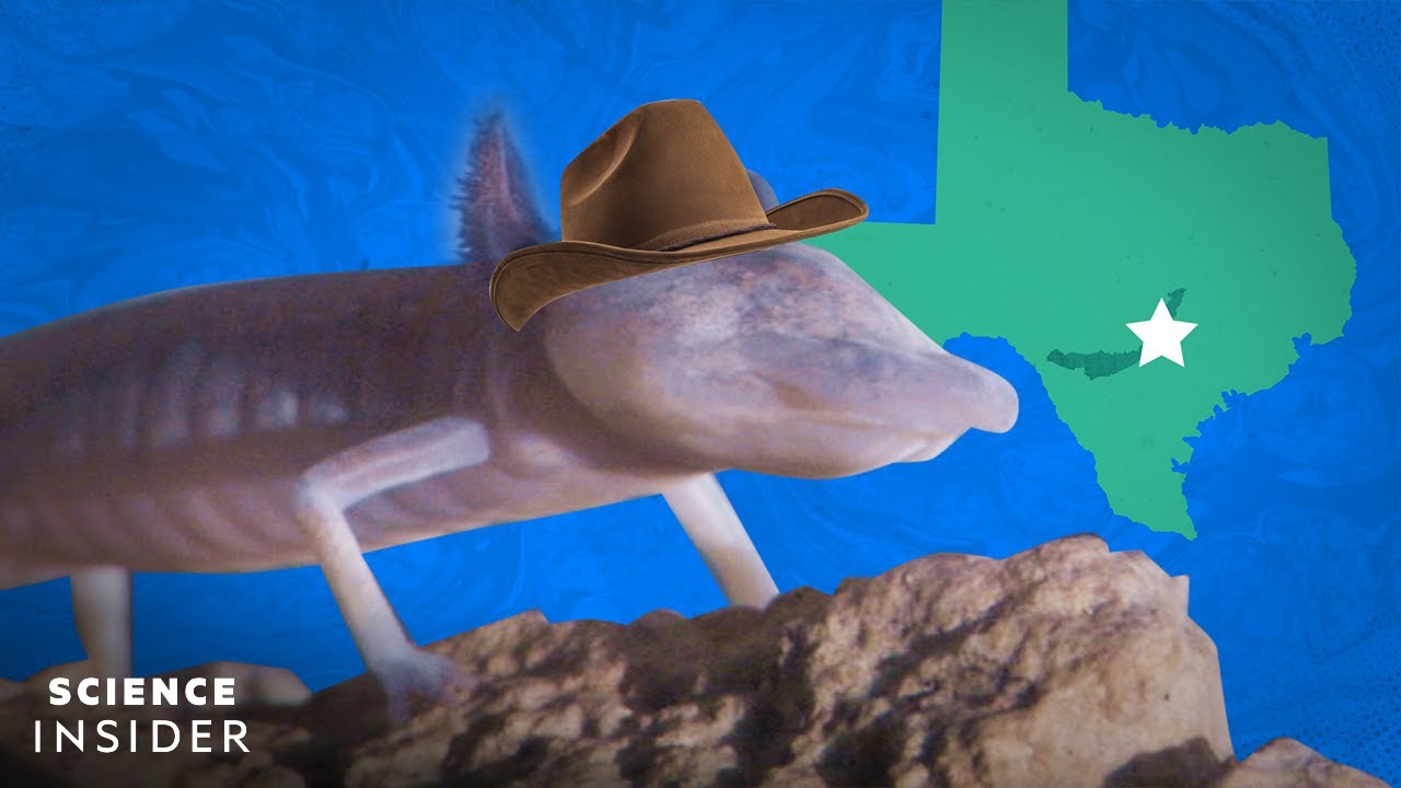 Why This Bizarre Blind Salamander Can Only Be Found In Texas - YouTube