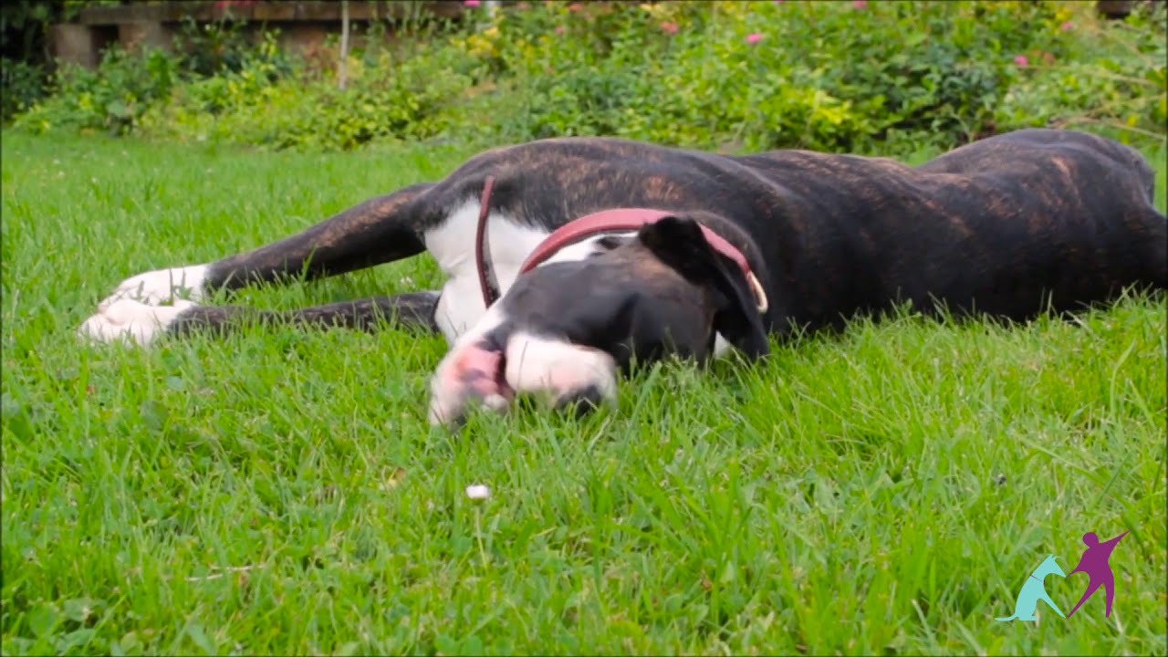 FOREVER DOG TRAINING - YouTube