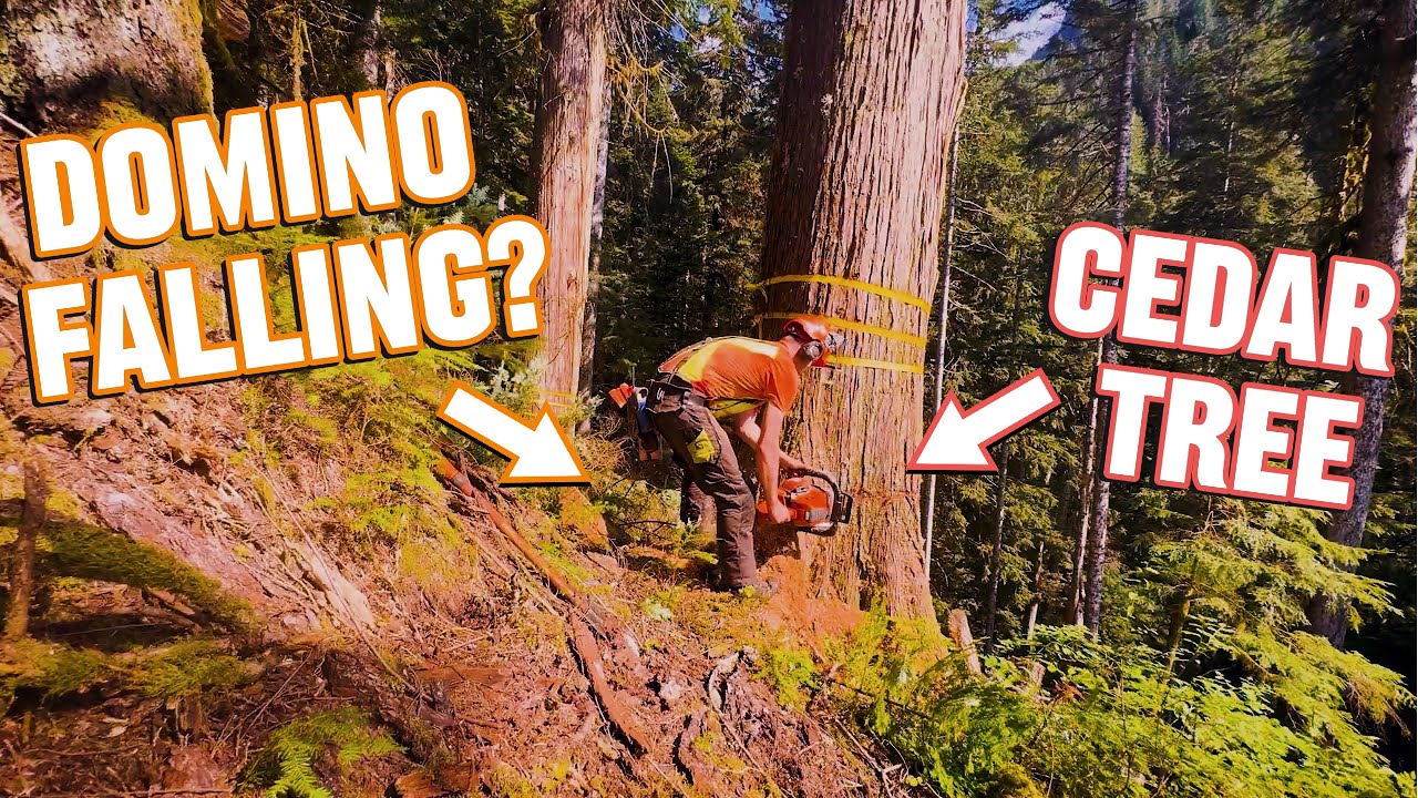 Domino Falling? Cutting a Cedar Tree in a Domino Style - YouTube