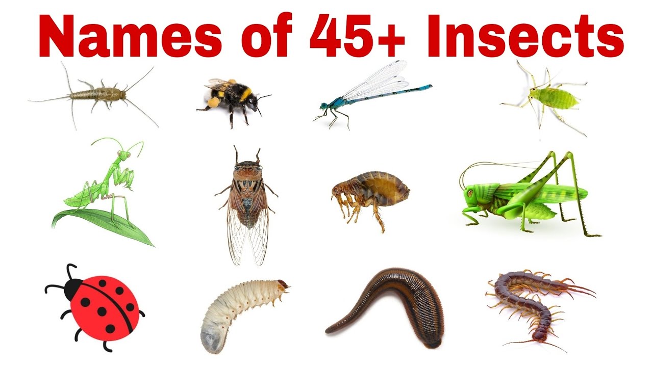 Names of Insects with Pictures || Insects Names || English Vocabulary ...