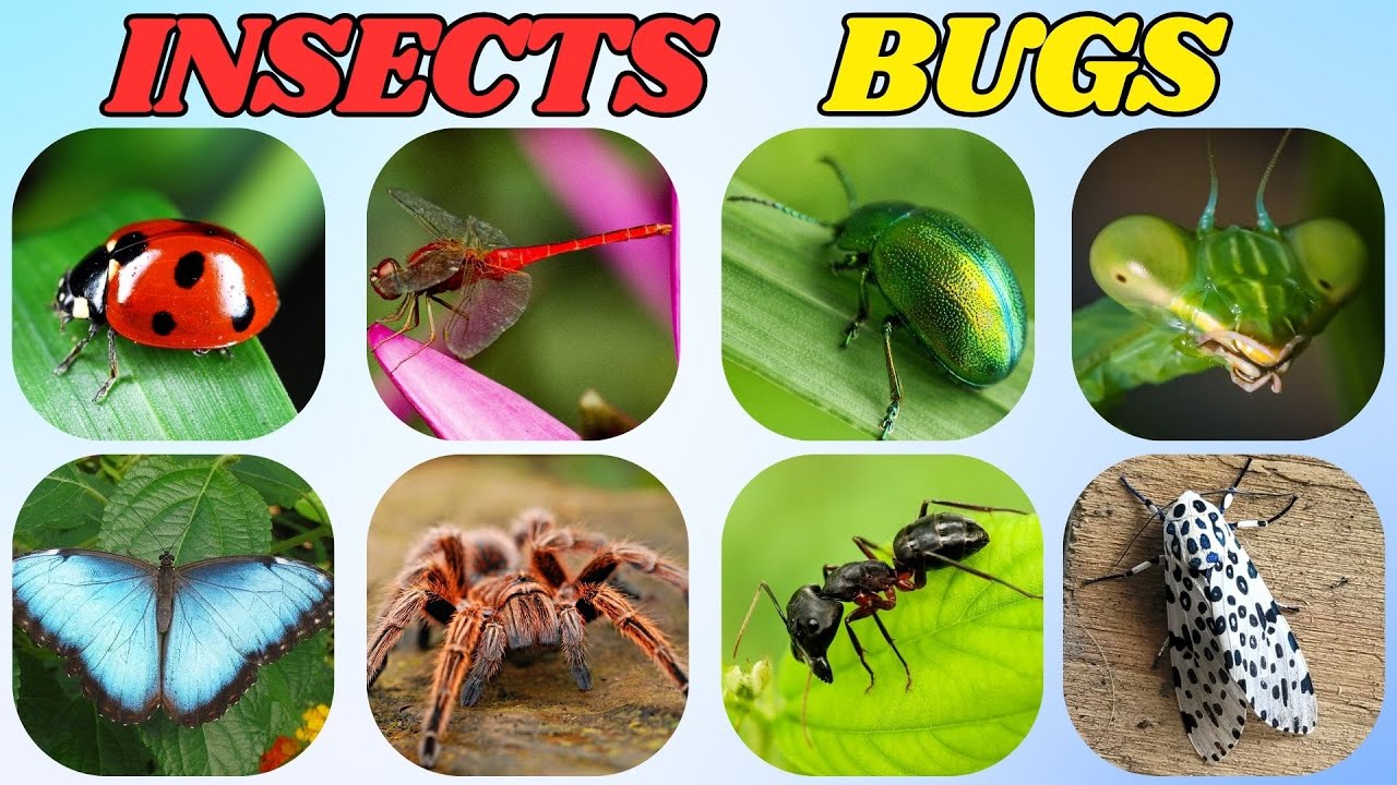 Insects and Bugs || Learn Bugs and Insects Name for kids - YouTube