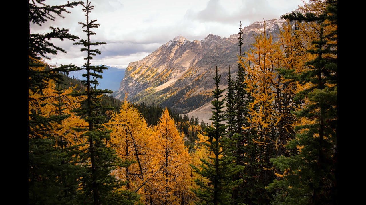 The Temptation of Trees - YouTube