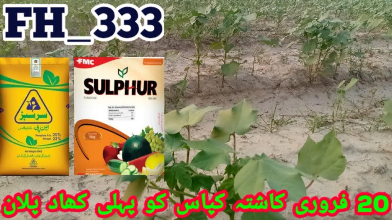 fh 333 cotton, cotton fertilizer requirements in pakistan #cotton # ...