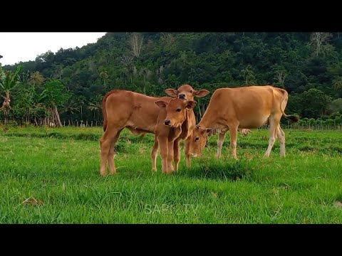 Video Anak sapi sehat lagi makan rumput hijau.वीडियो अनक सपी सेहत डान ...