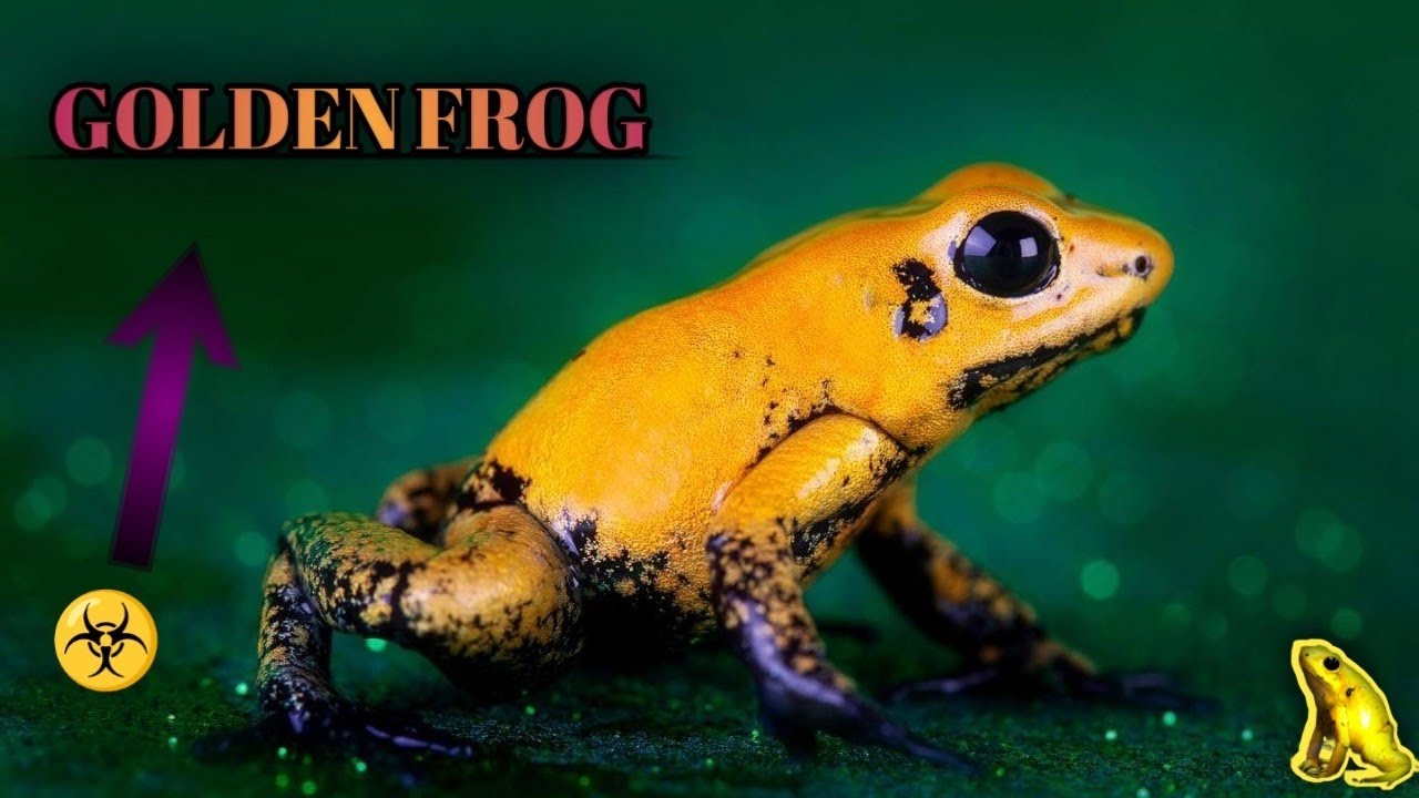 The most poisonous frog in the world 🐸 - YouTube