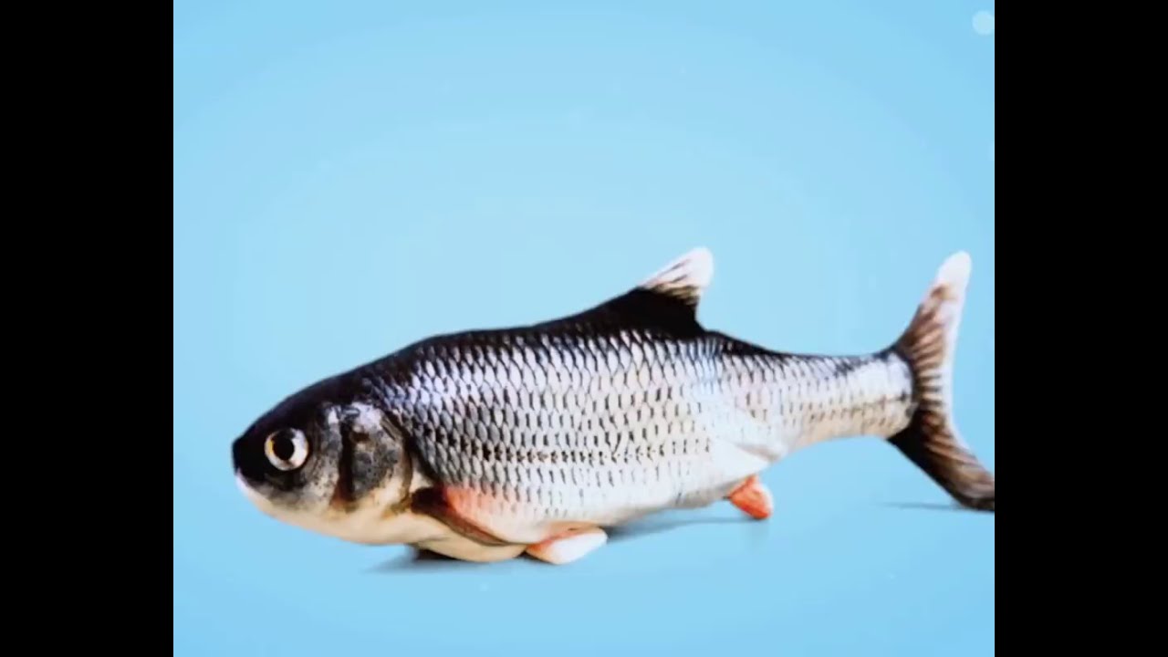 Flippity Fish - YouTube