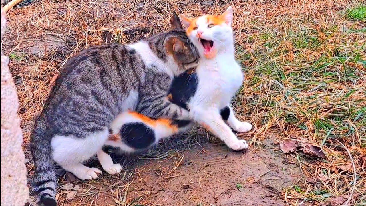 Street cats mate (Interesting mating video) ️😍 - YouTube