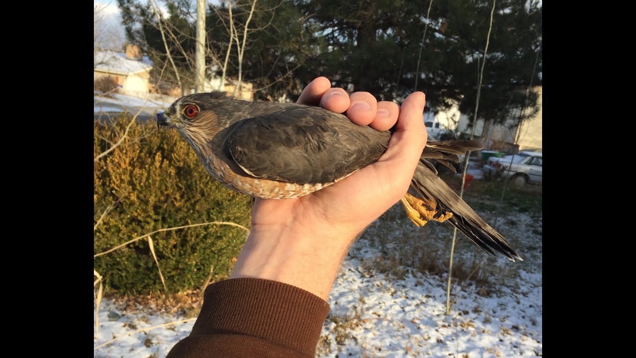 Falconry: Dart hawking - YouTube