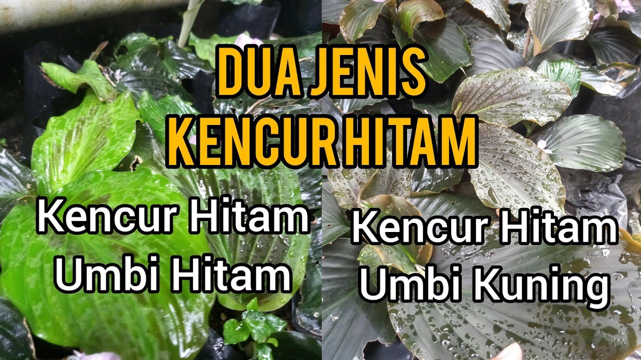 Dua Jenis Kencur Hitam - YouTube