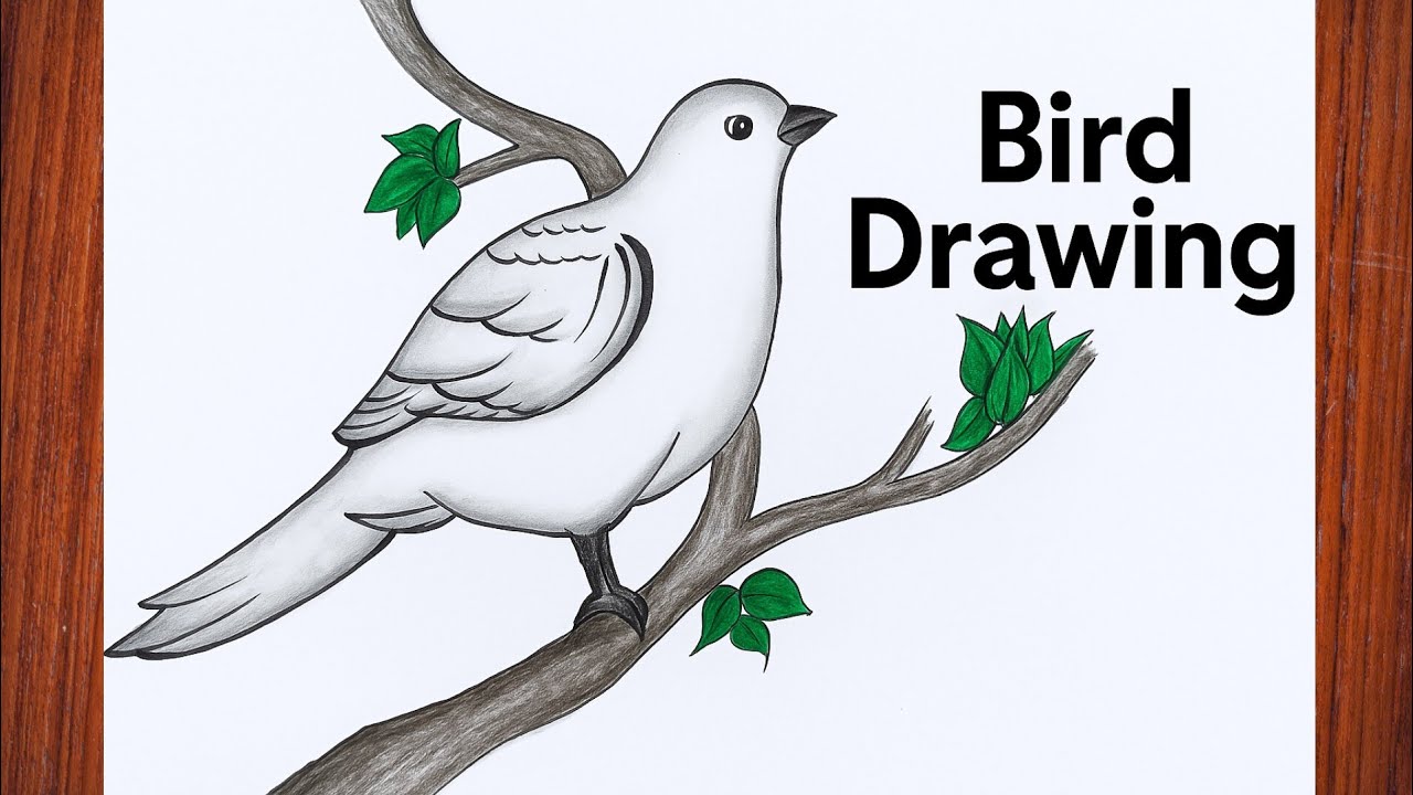 How to draw A Bird Sitting on branchll Pencil sketch// Bird scenery ...