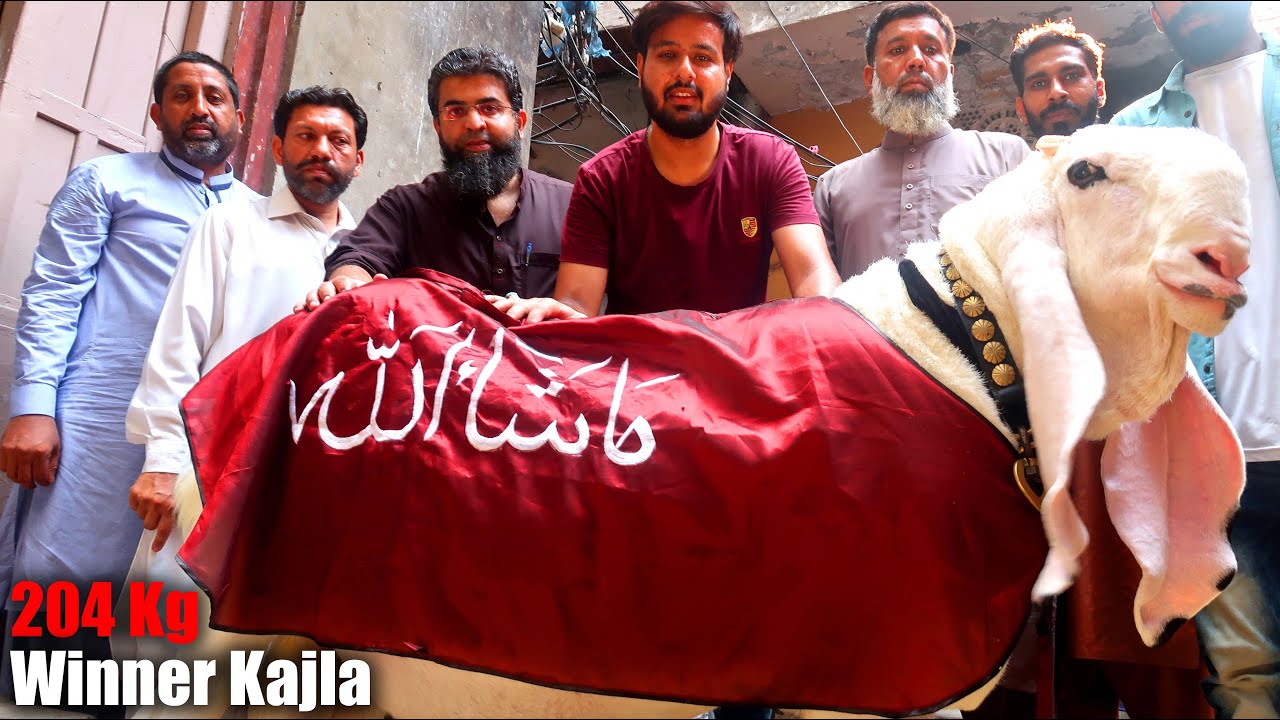 Biggest Kajla 204 Kg In 4 Teeth Category - Kajla Show Winner 2021 - YouTube