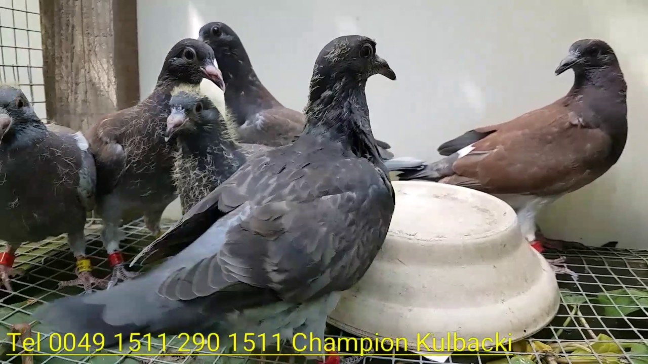 juz sprzedane czerwone golebie pocztowe red pigeons rote tauben ramses ...