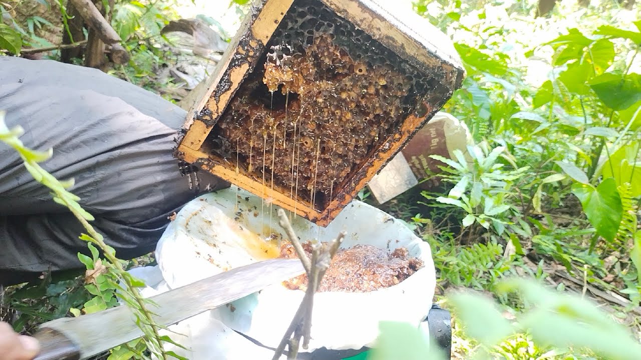 Stingless Bee:Harvest and Splitting - YouTube