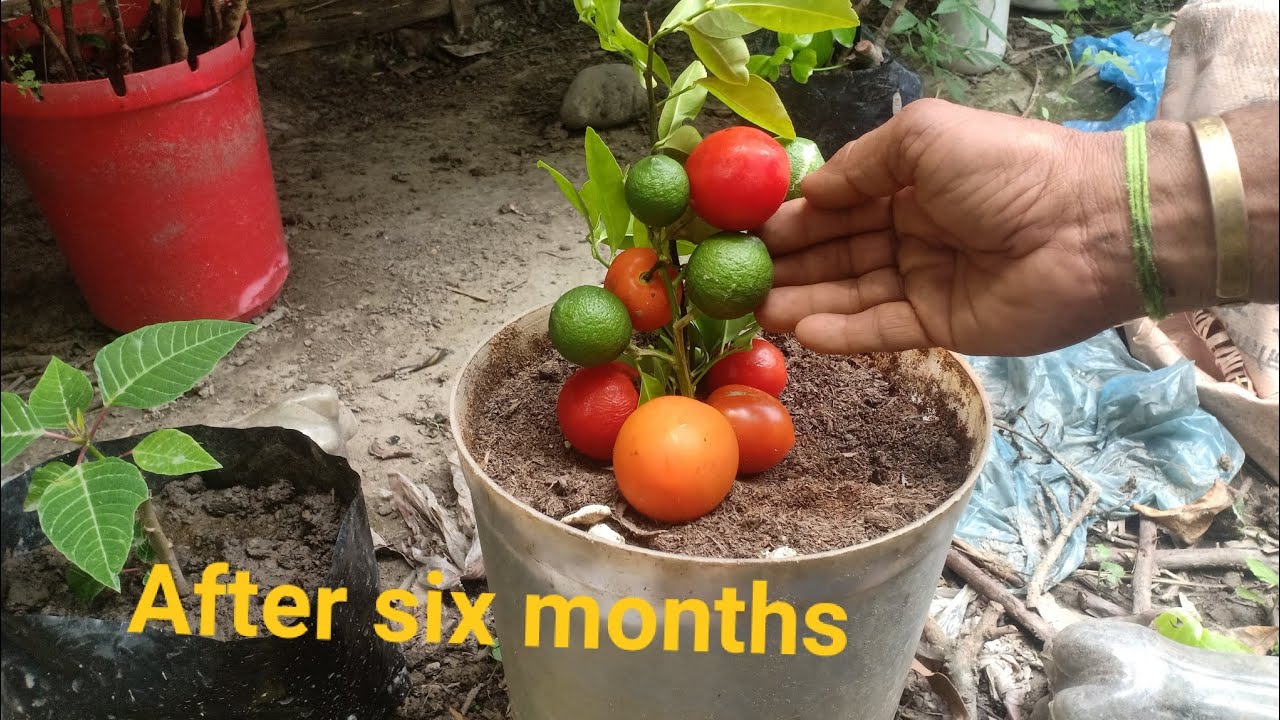 How to trayTomato and alo vera using Grow #lemon plante in a pot ! at ...