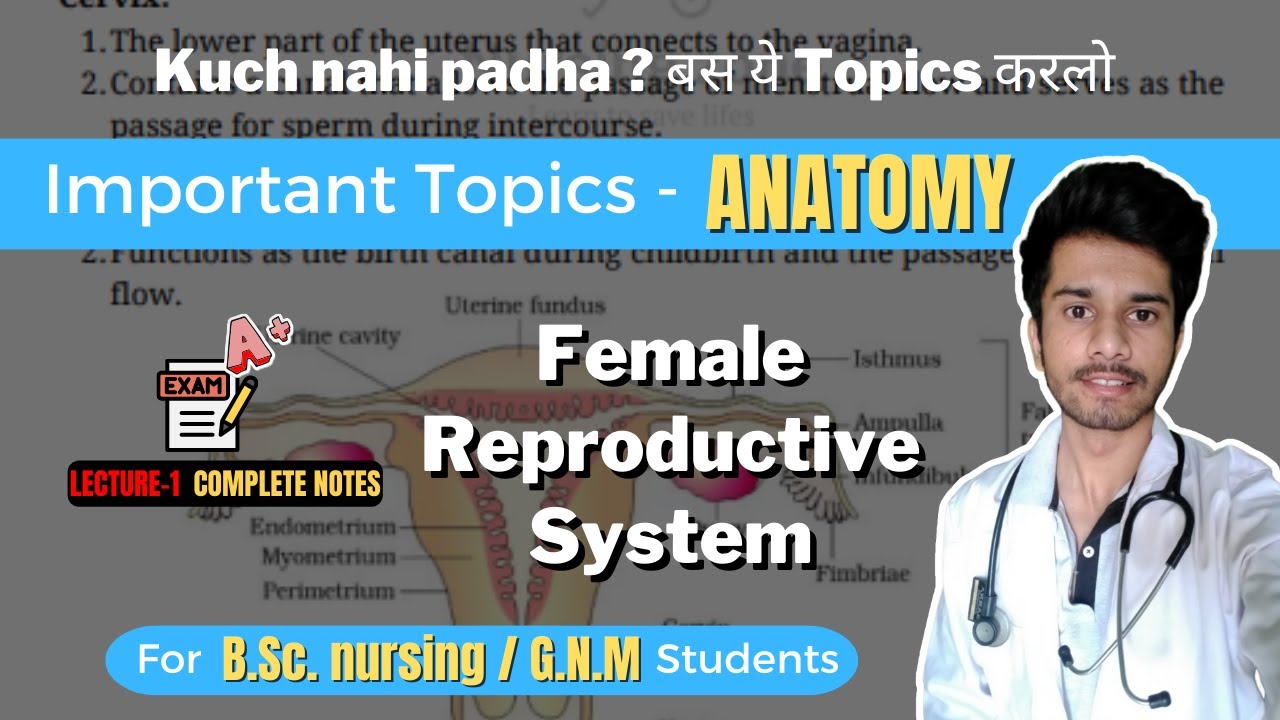 Female Reproductive System | Important topics of Anatomy and Physiology ...
