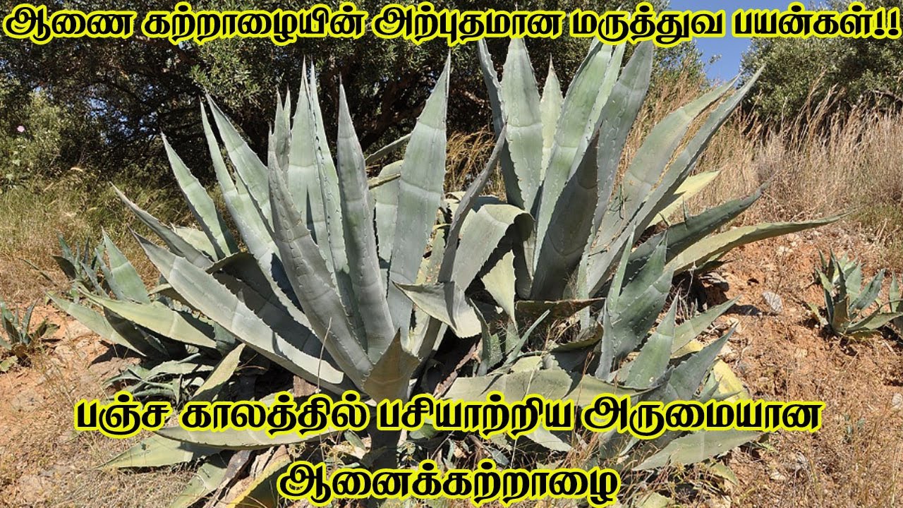Body pain reliefயானை கற்றாழை பற்றி தெரியுமா இது எங்க கிடைக்கும் |yanai ...
