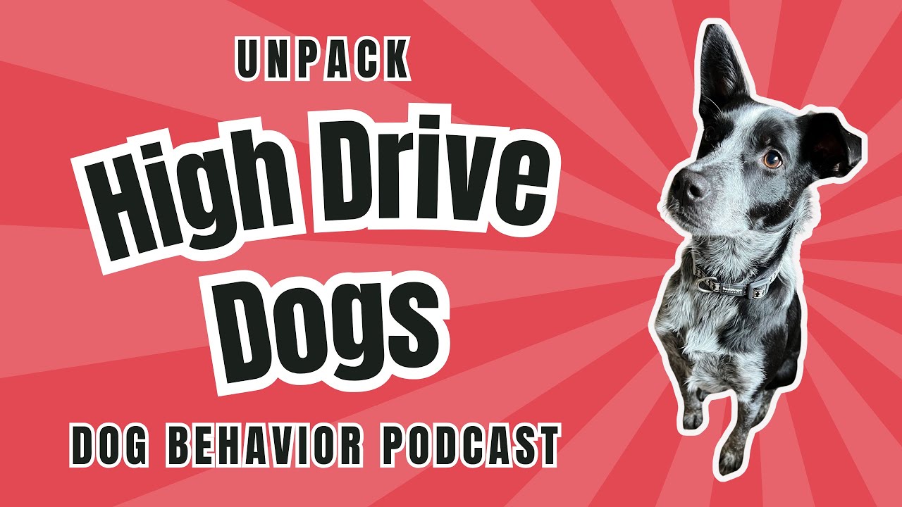 🎧 High Drive Dogs & Managing Arousal | unPACKed Podcast Ep. 7 | Dog ...