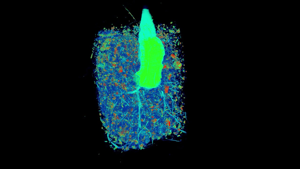 MicroCT scan of plant's buried root system - YouTube