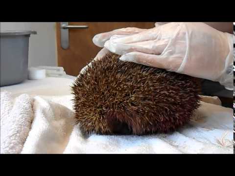 How to uncurl a hedgehog Knoxwood Wildlife Rescue - YouTube