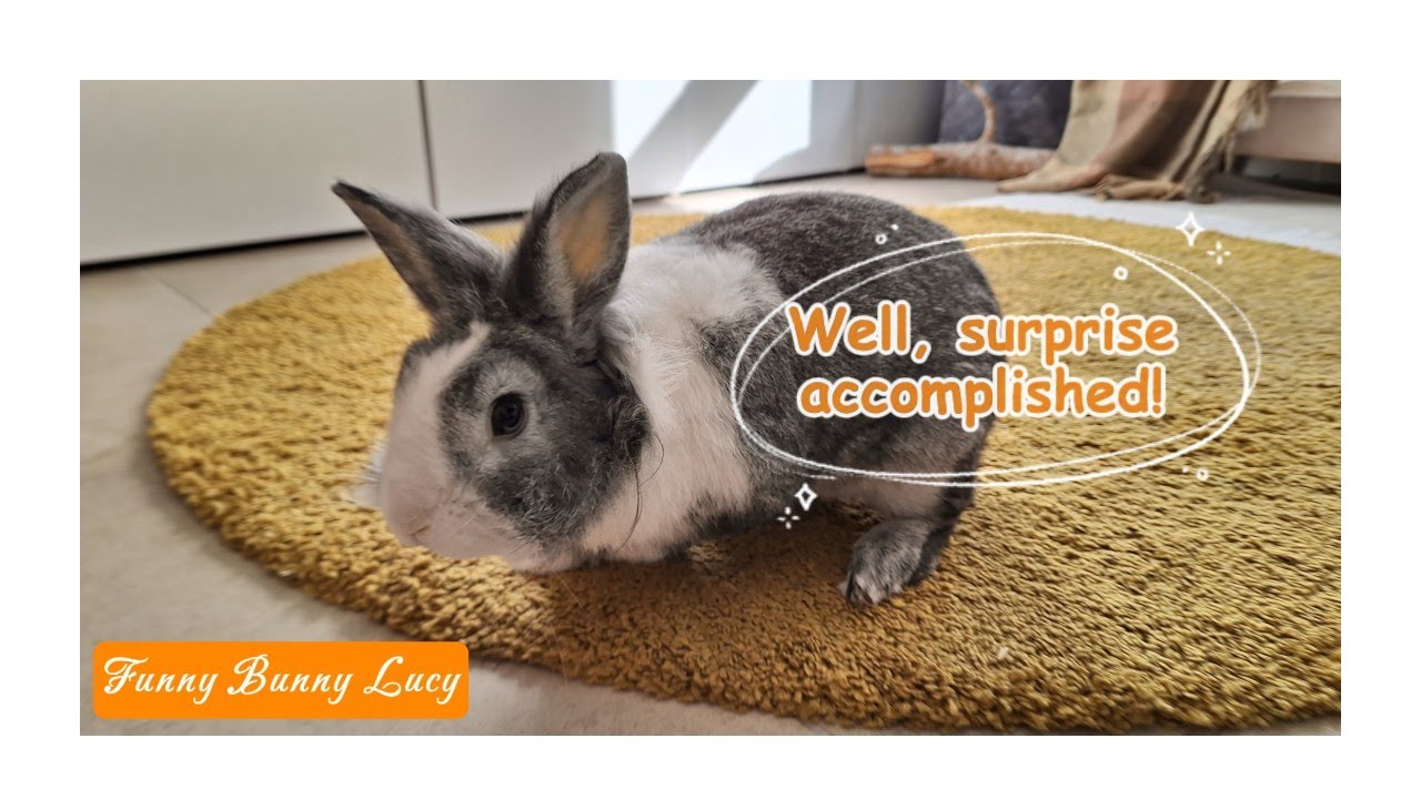 A funny curiosity about the name of Lucy the rabbit - YouTube