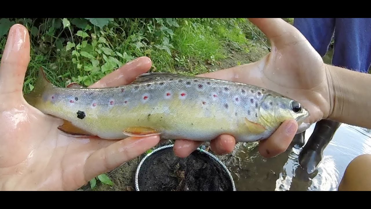 - Truite Sauvages au leurre dans une rivière magnifique de Normandie ...