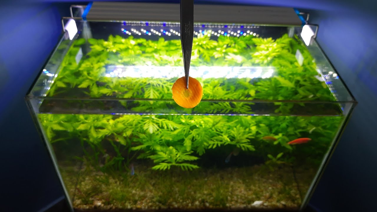 4 months update - Feeding Carrot - Planted Aquarium Nano tank without ...