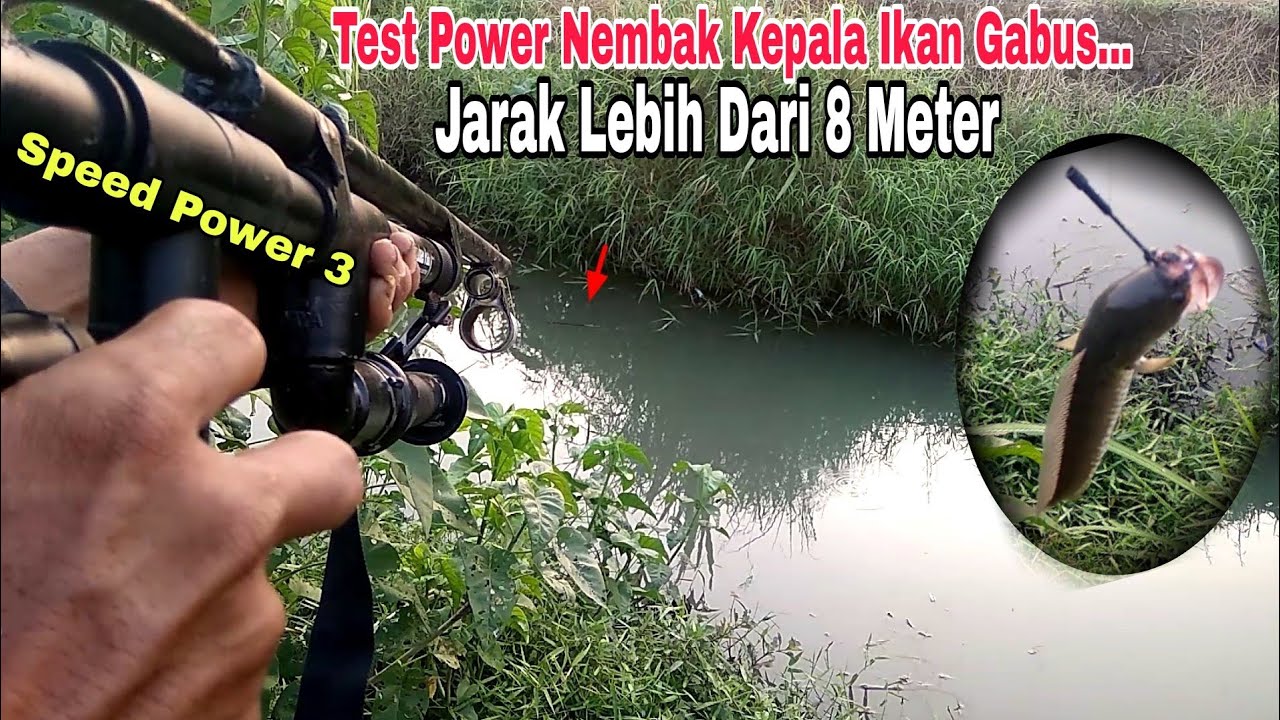 Test Power Senapan Paser Ikan Paralon Nembak Kepala Ikan Gabus Jarak 8 ...