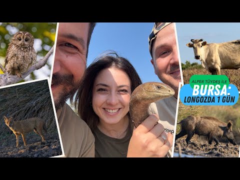 Alper Tüydeş ile Bursa: Karacabey Longozda 1 Gün Kuş Gözlemi